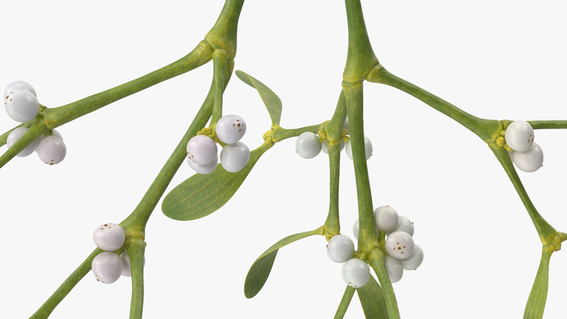 Mistletoe 3D model - TurboSquid 1803904