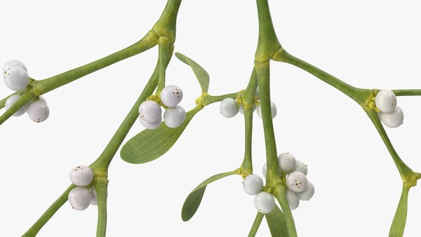 Mistletoe 3D model - TurboSquid 1803904