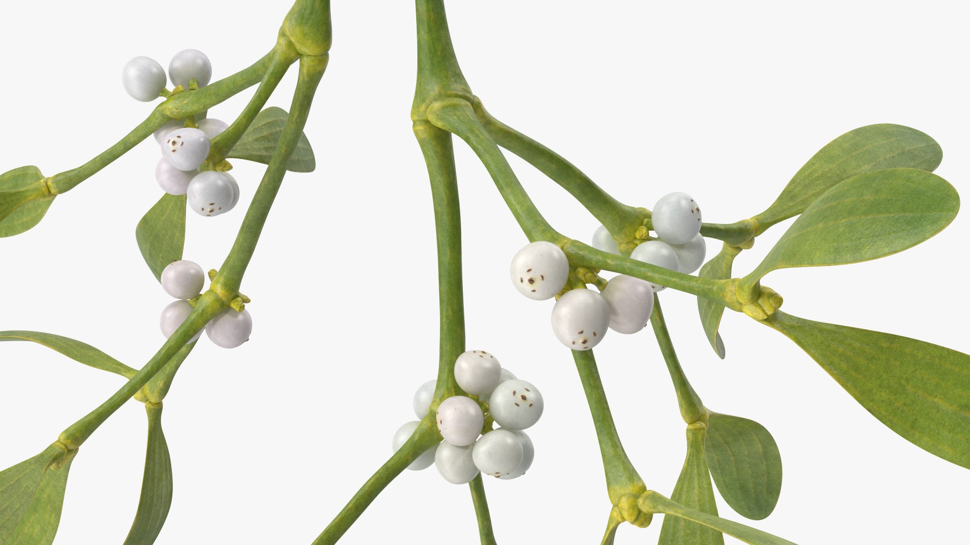 Mistletoe 3D model - TurboSquid 1803904
