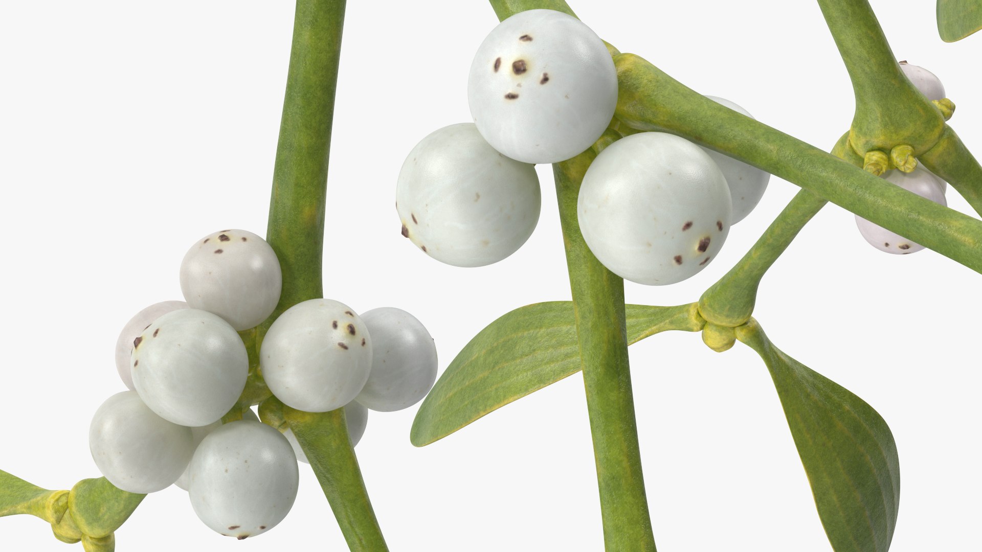 Mistletoe 3D model - TurboSquid 1803904