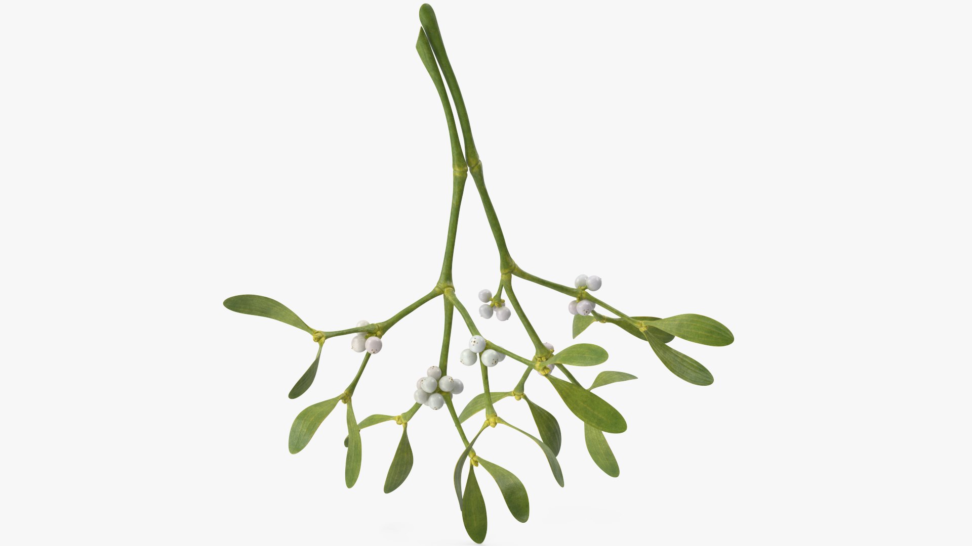 Mistletoe 3D model - TurboSquid 1803904