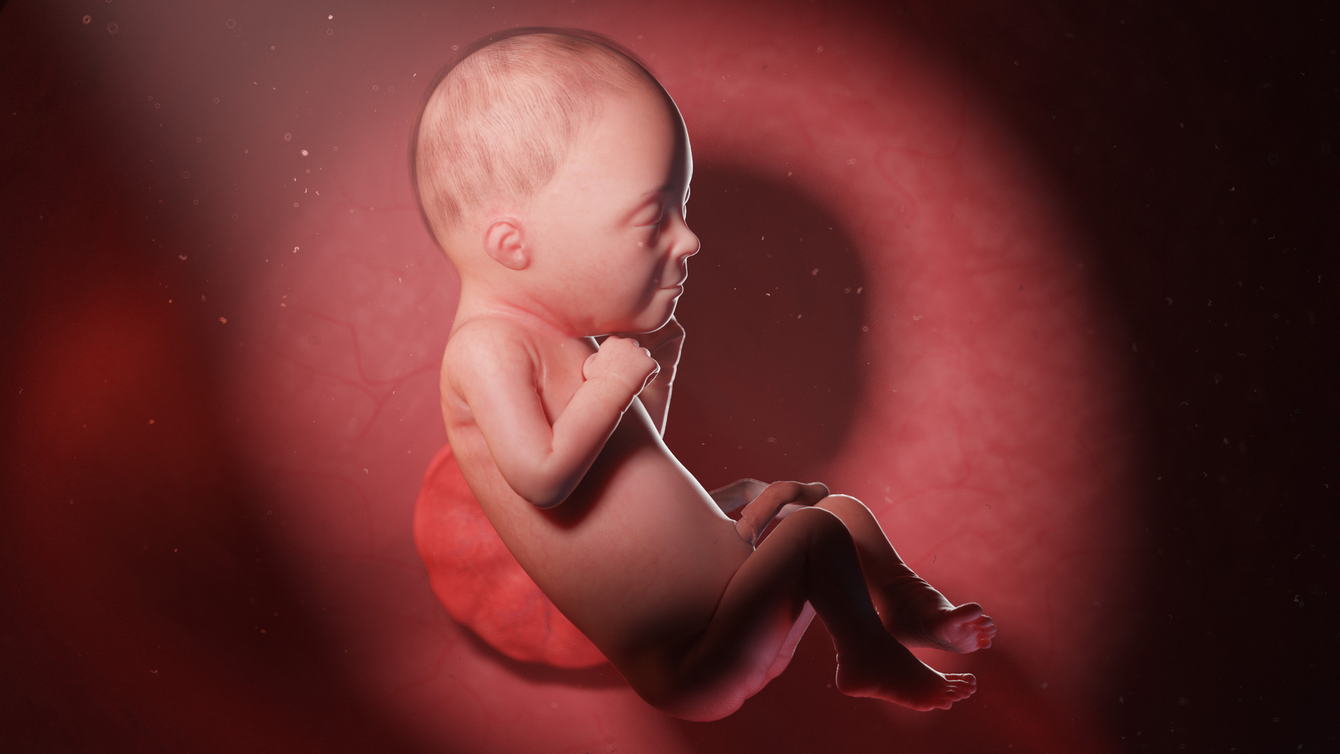 3D Fetus Anatomy Week 26 Animated model - TurboSquid 1804730