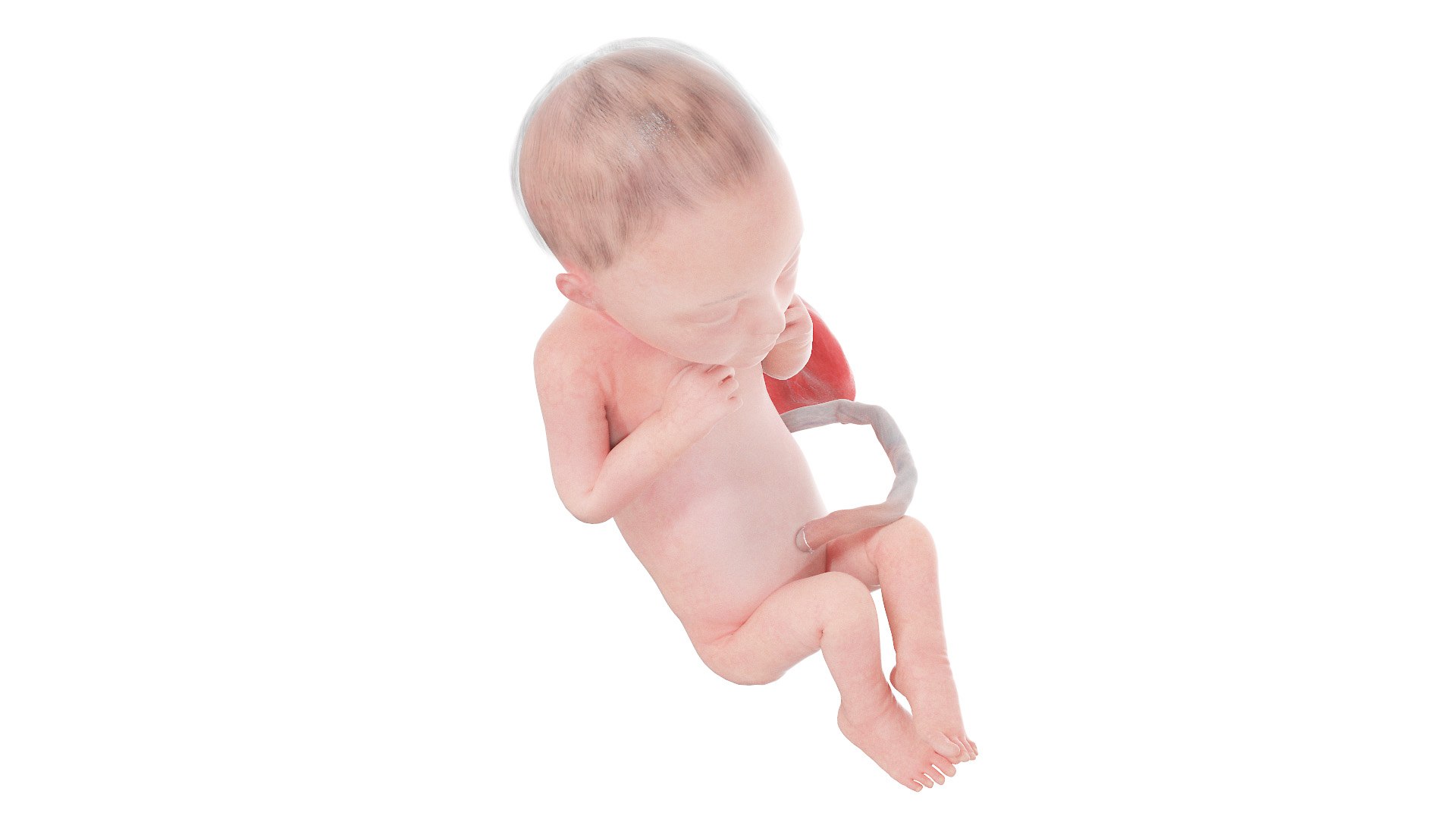 3D Fetus Anatomy Week 26 Animated Model - TurboSquid 1804730