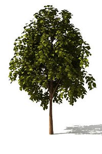 Free Tree 3D Models for Download | TurboSquid