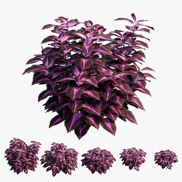 Plants Rhino Models for Download | TurboSquid