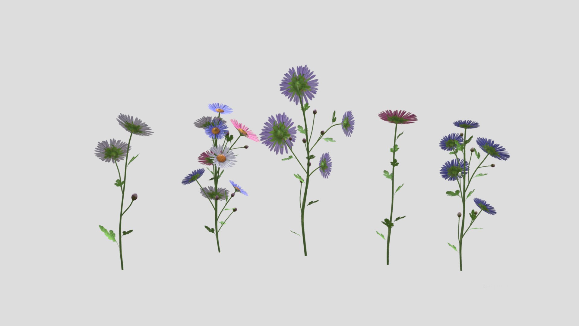 3D Aster Flower Low Poly Model - TurboSquid 2317521
