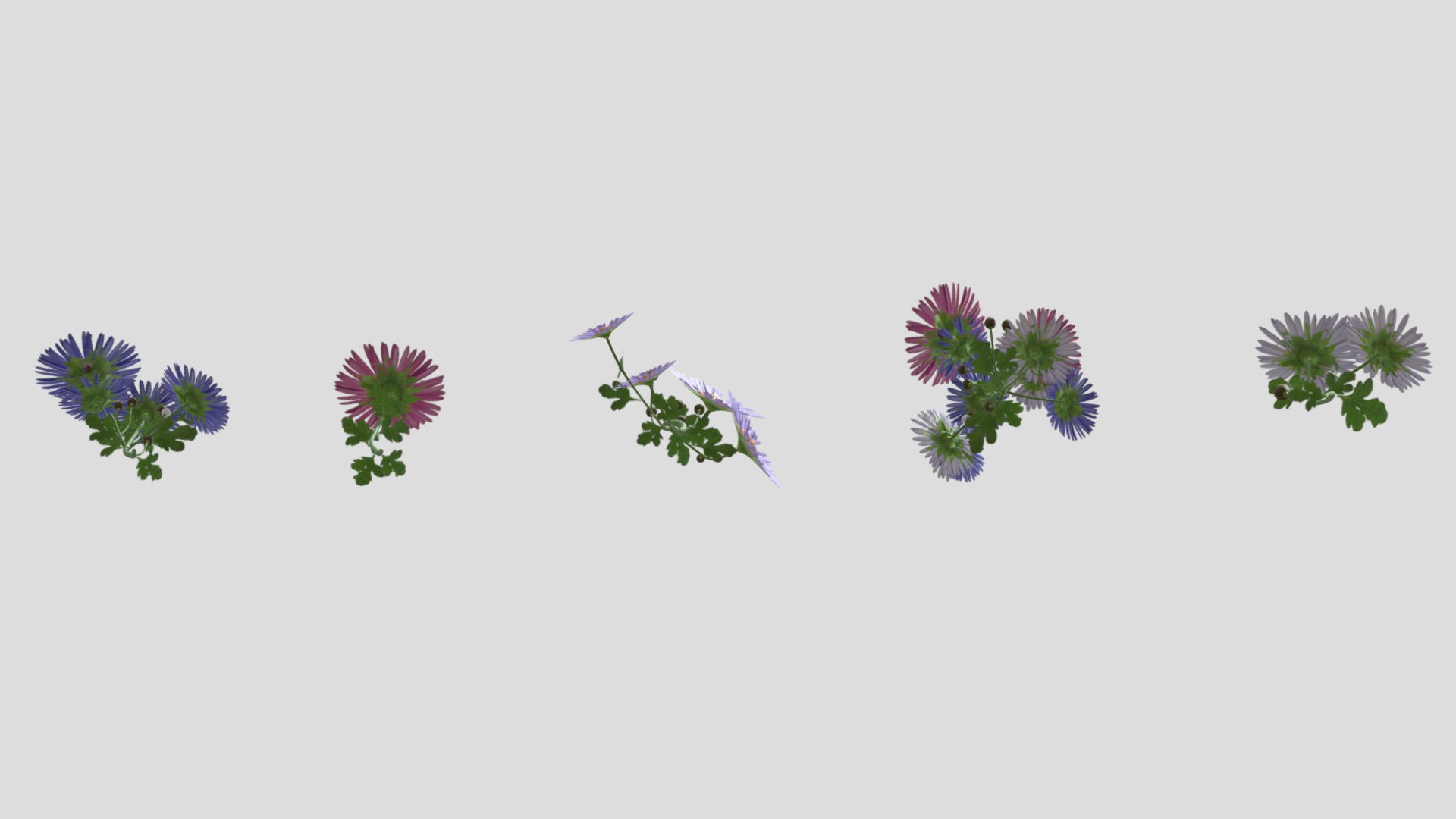 3D Aster Flower Low Poly Model - TurboSquid 2317521