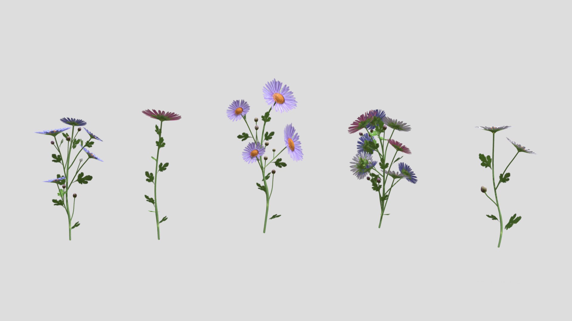 3D Aster Flower Low Poly Model - TurboSquid 2317521