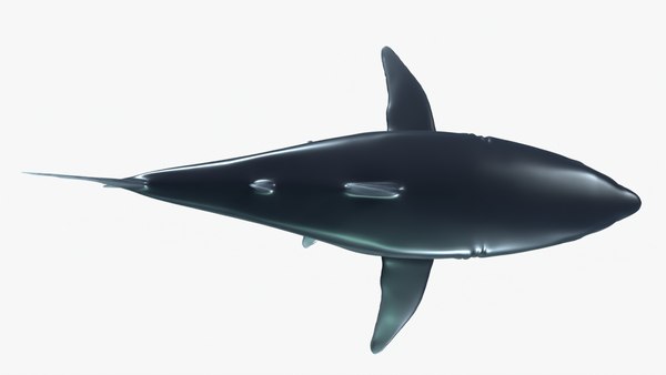 modelo 3d Low poly no texture detailed shark - TurboSquid 2058733