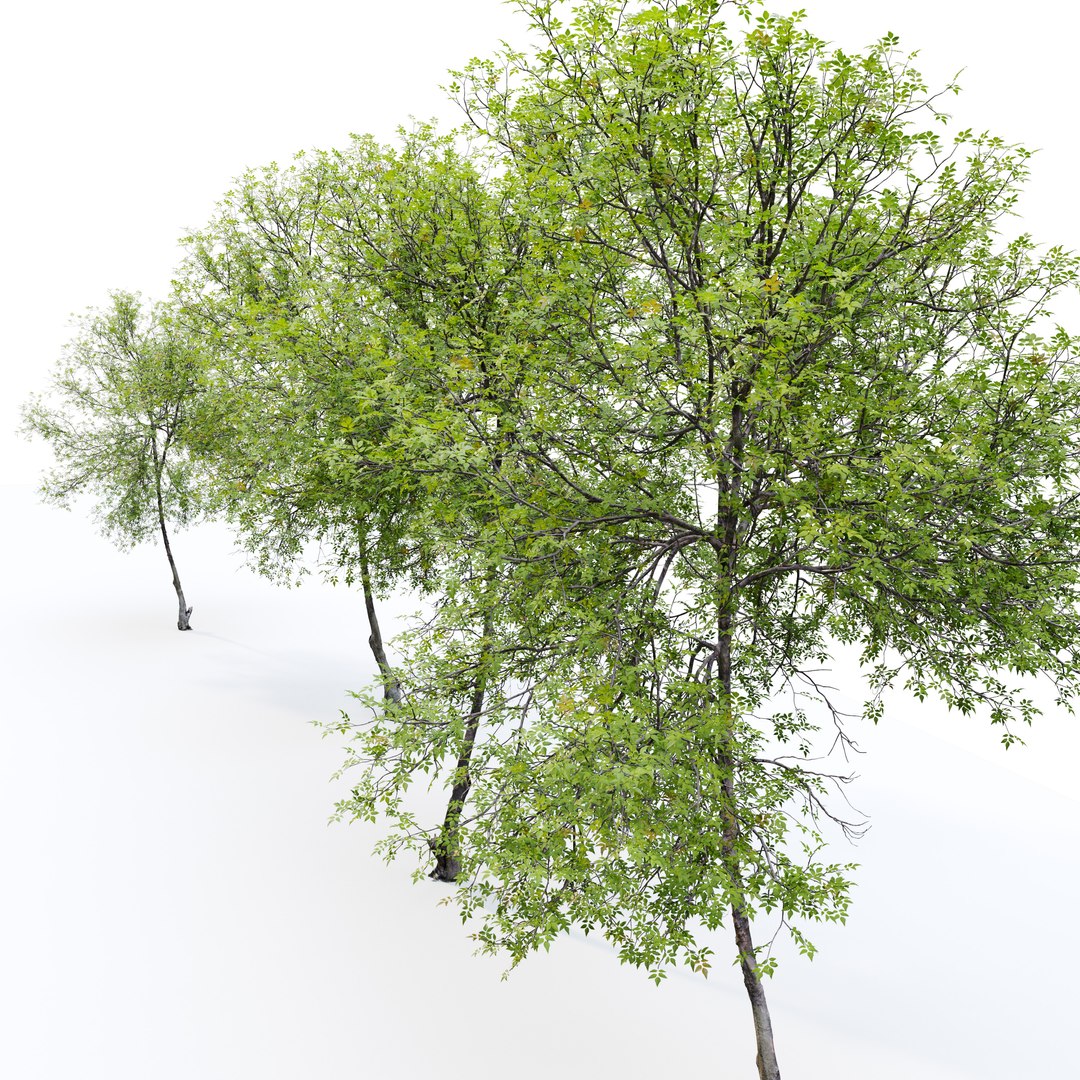 Fraxinus Excelsior 3D Model - TurboSquid 2041483