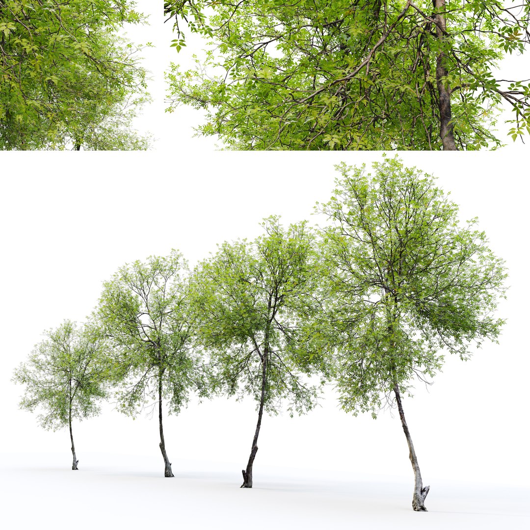 Fraxinus Excelsior 3D Model - TurboSquid 2041483