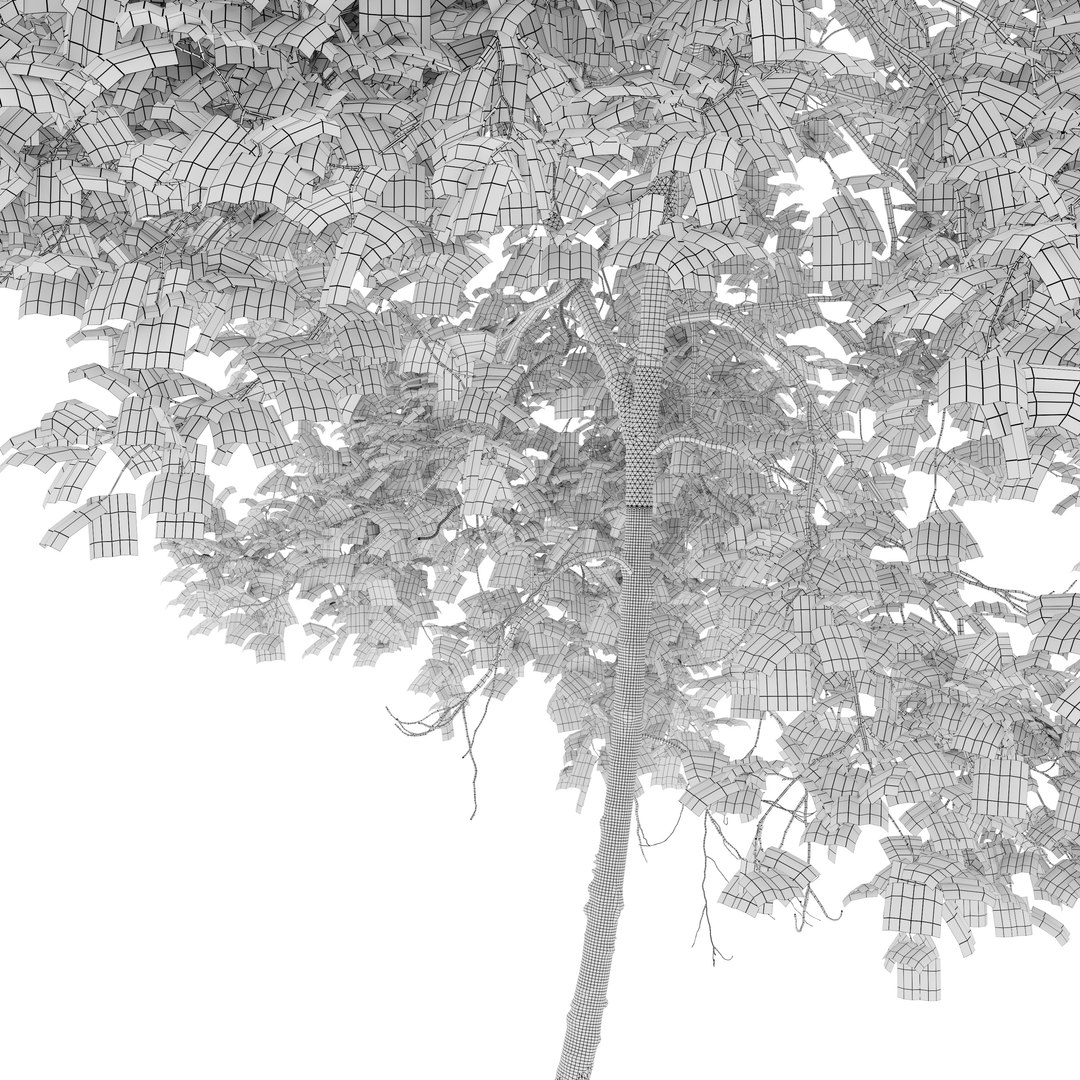 Fraxinus Excelsior 3D Model - TurboSquid 2041483