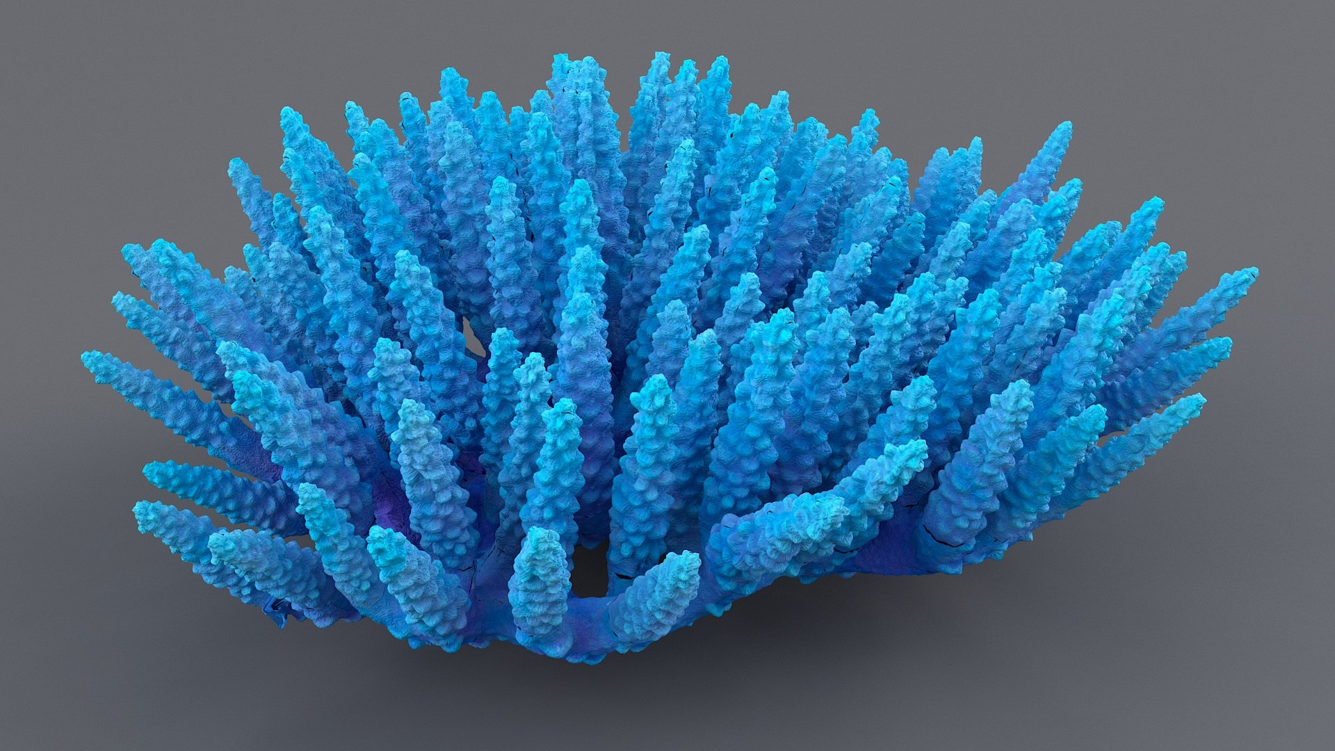 Acropora Coral 3D Model - TurboSquid 1477193