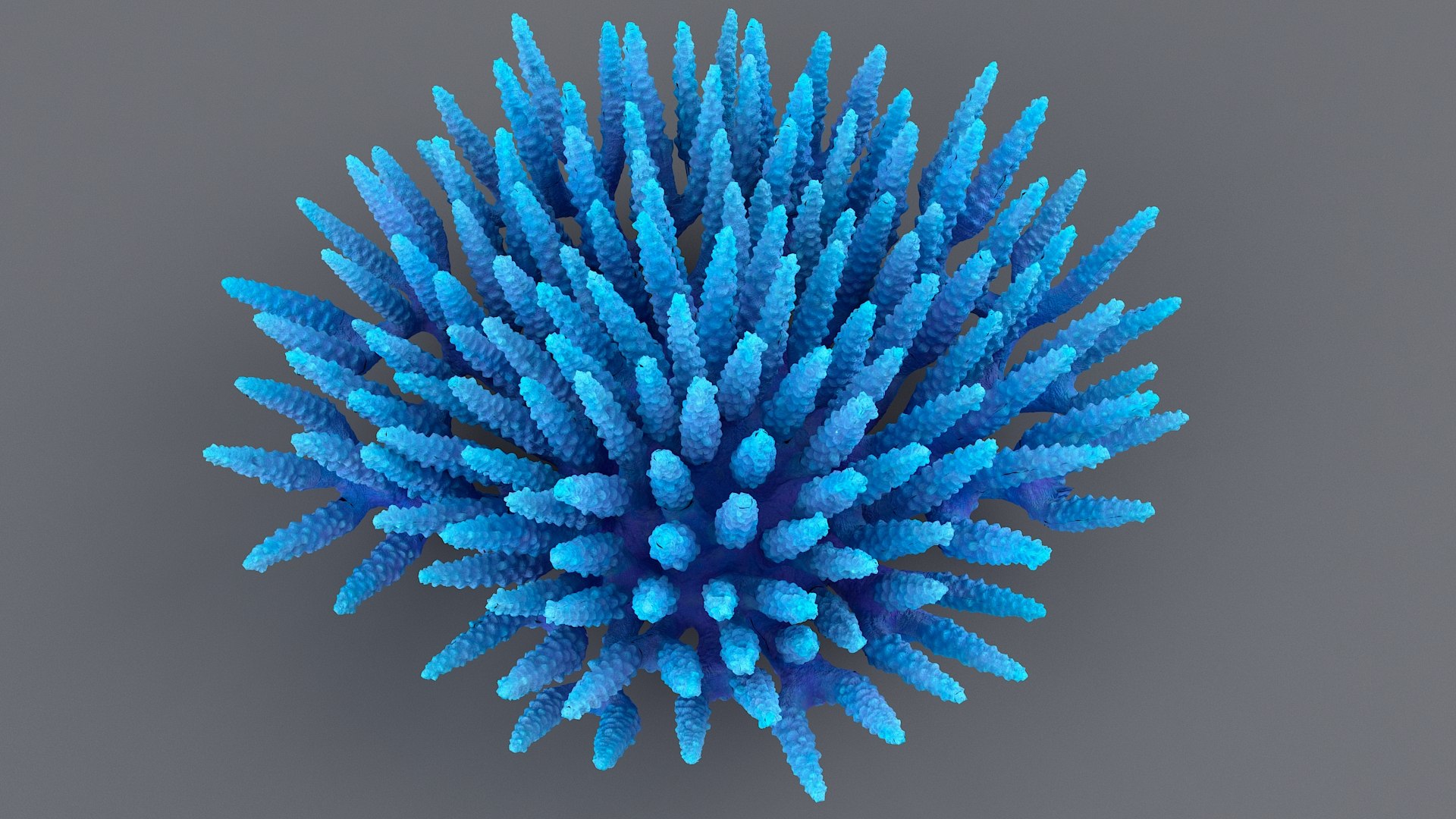 Acropora Coral 3D Model - TurboSquid 1477193
