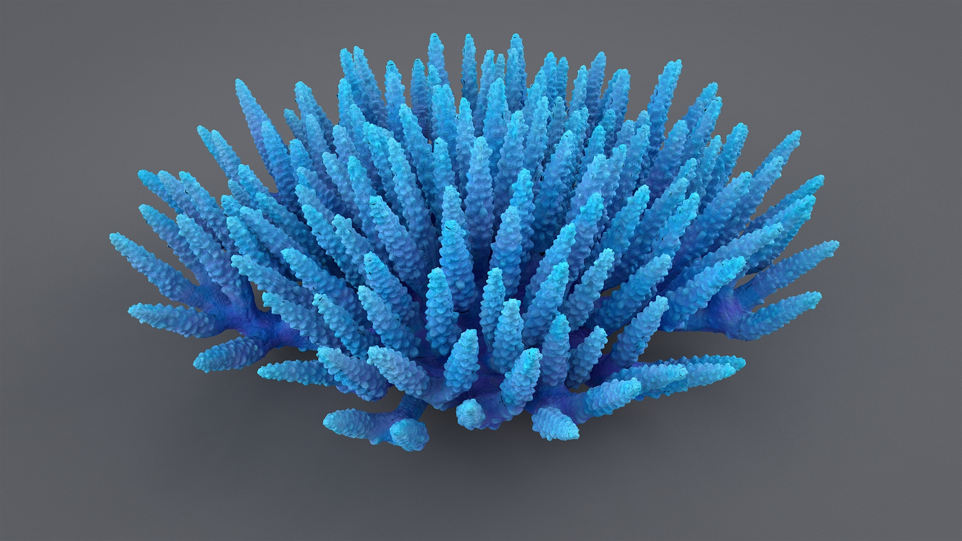 Acropora Coral 3D Model - TurboSquid 1477193