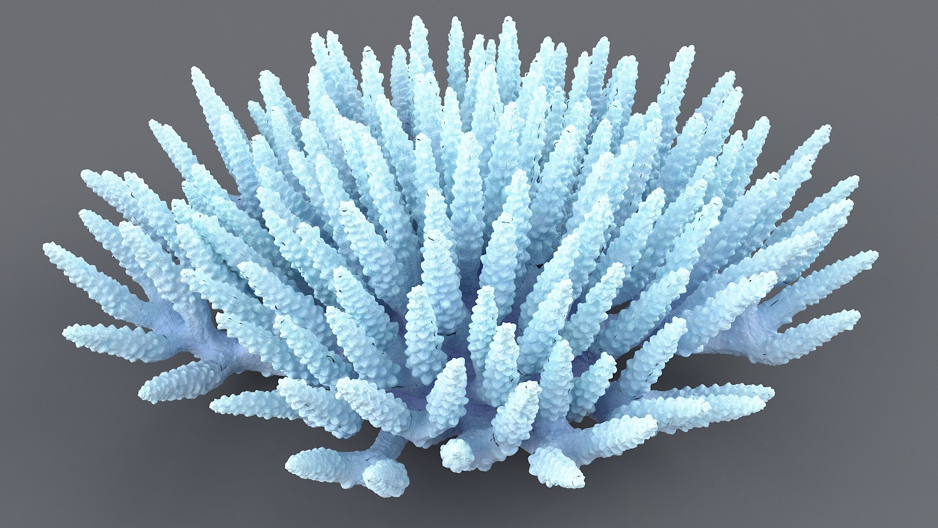 Acropora Coral 3D Model - TurboSquid 1477193