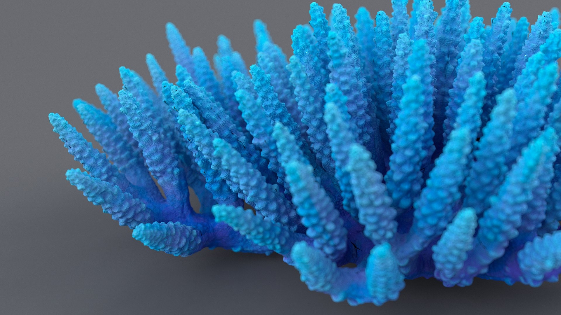 Acropora Coral 3D Model - TurboSquid 1477193