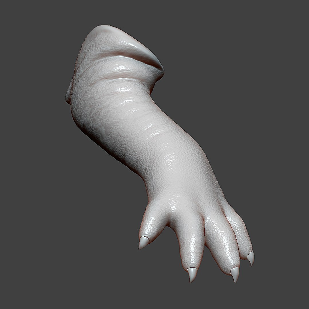 Rat Baby Newborn Front Leg Highpoly Sculpt 3D Model - TurboSquid 1813979