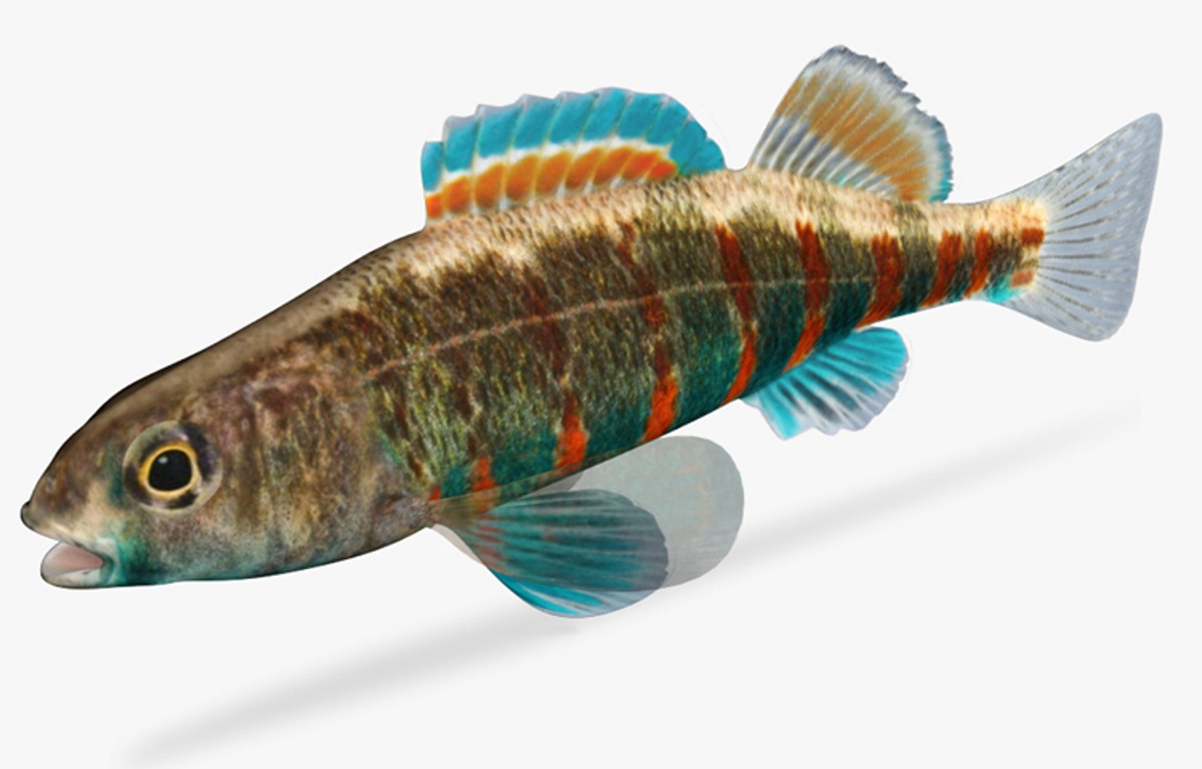 Etheostoma Luteovinctum Redband Darter Fbx