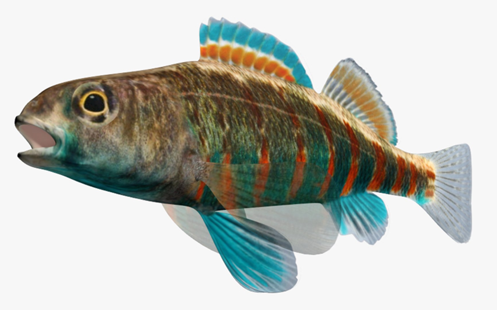 Etheostoma Luteovinctum Redband Darter Fbx