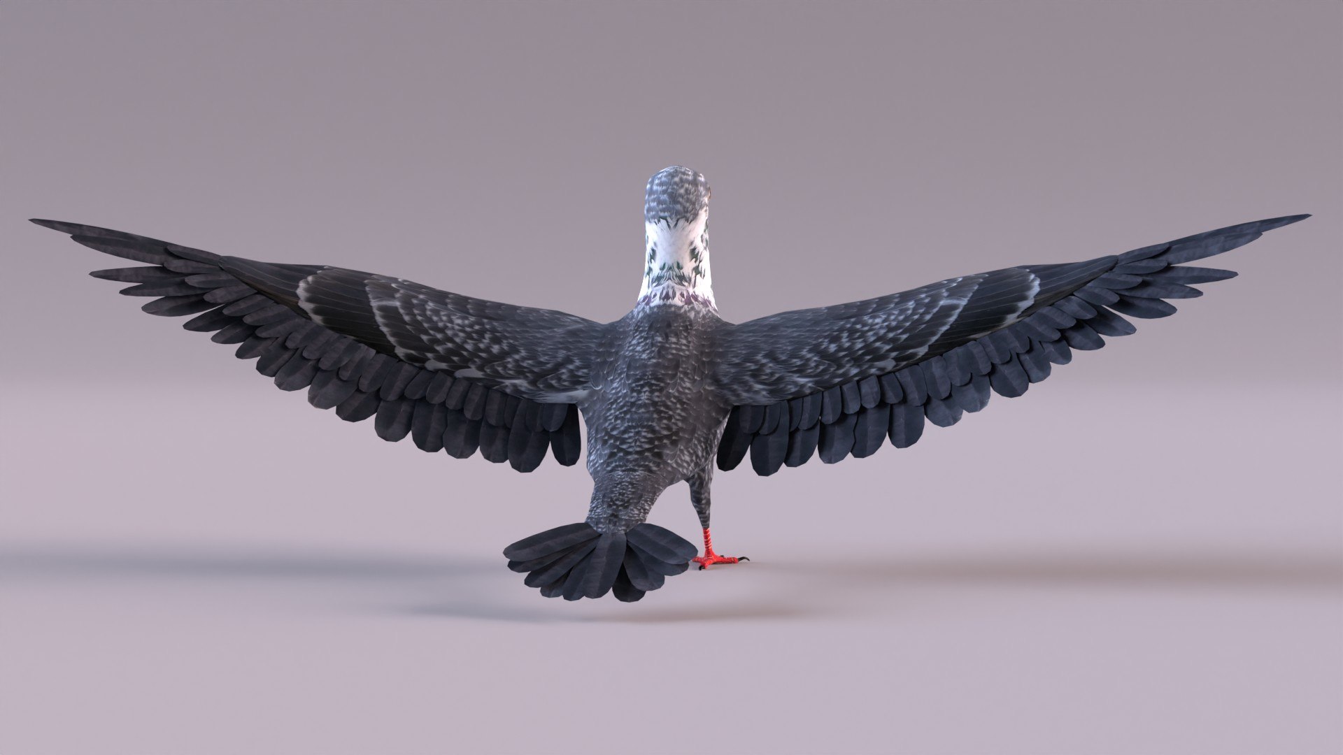 3D Model Pigeon - TurboSquid 1880162