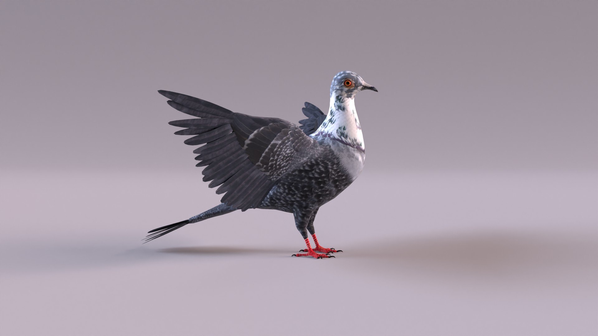 3D Model Pigeon - TurboSquid 1880162