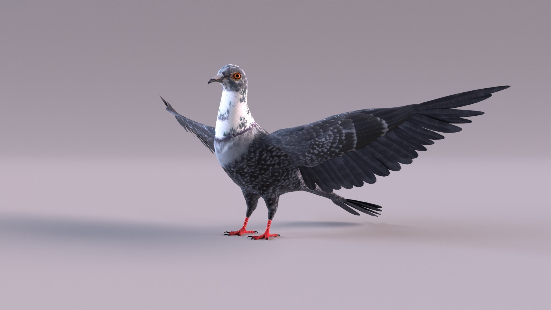 3D Model Pigeon - TurboSquid 1880162