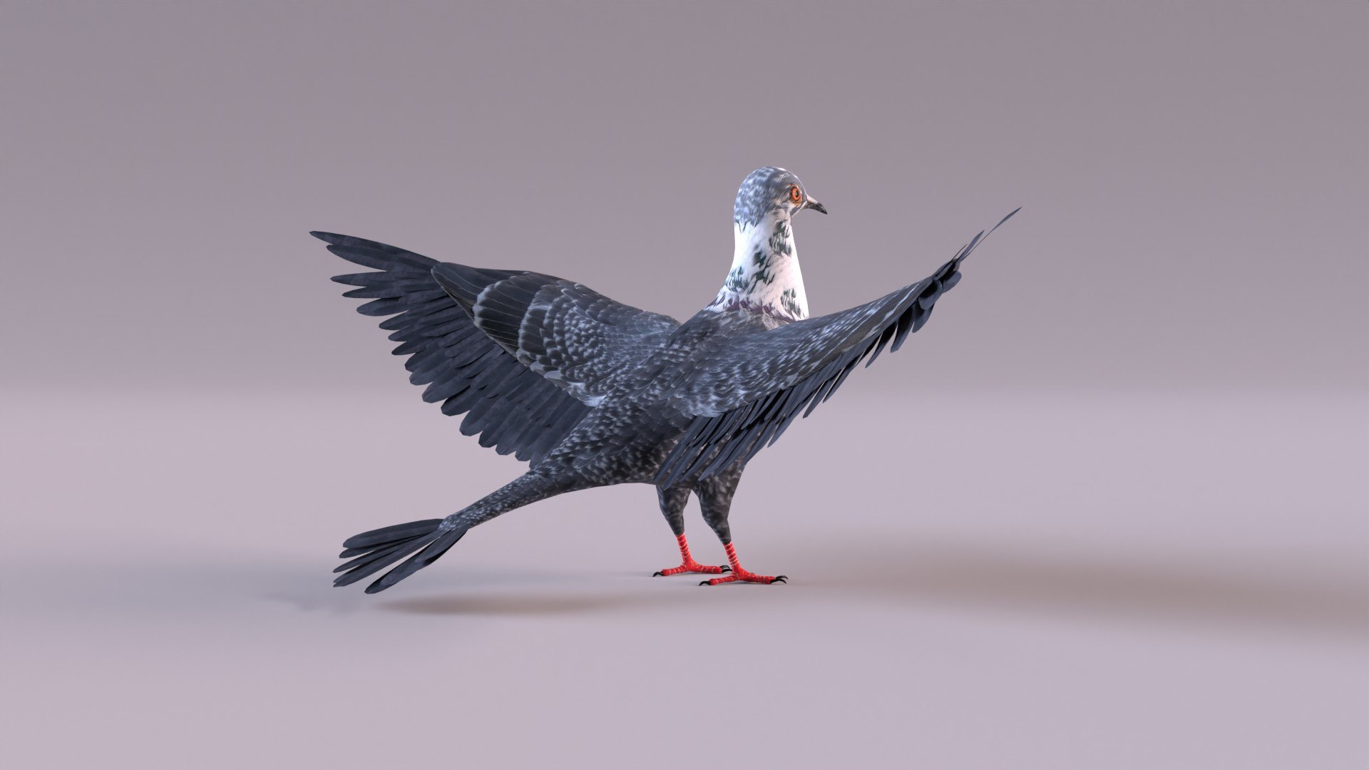 3D Model Pigeon - TurboSquid 1880162