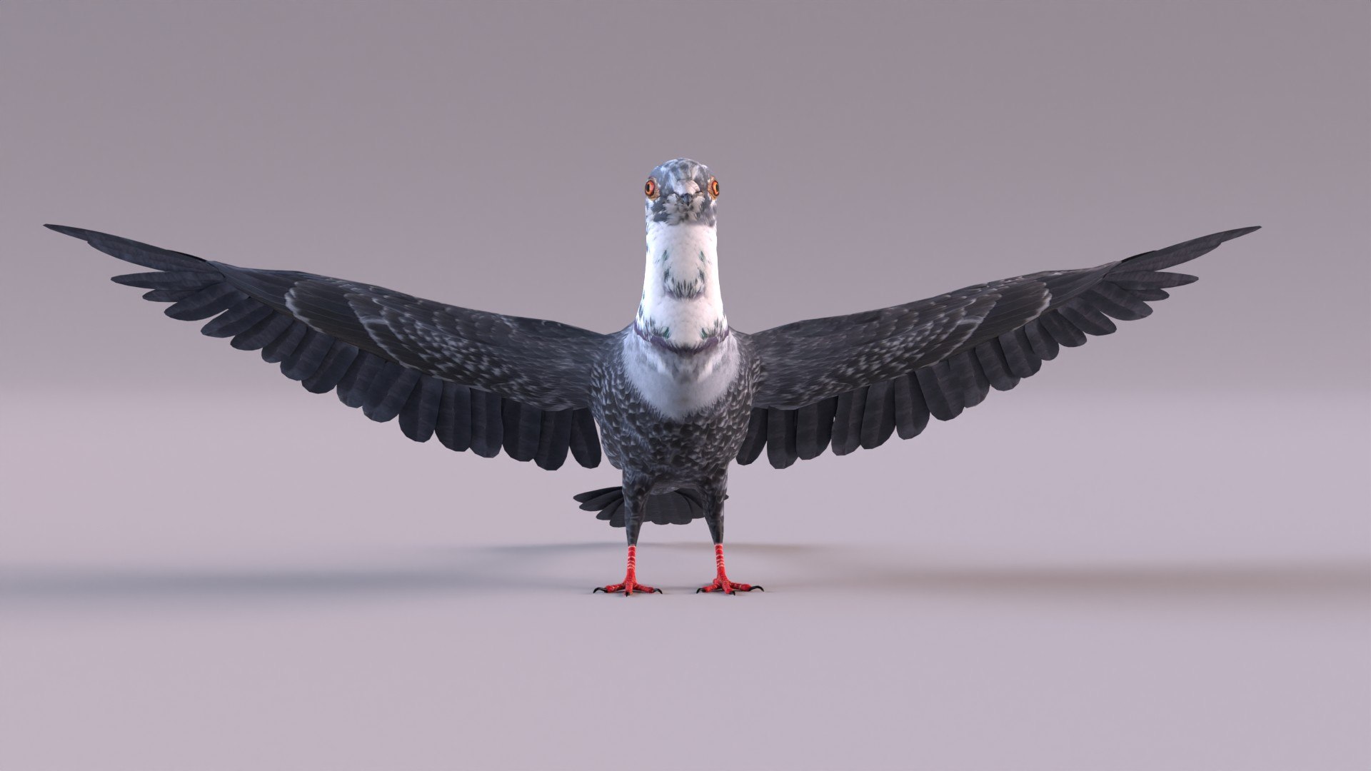 3D Model Pigeon - TurboSquid 1880162