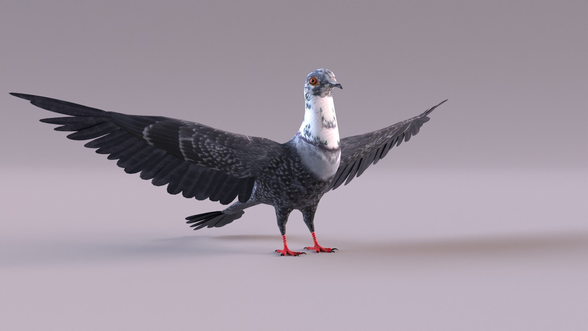 3D Model Pigeon - TurboSquid 1880162