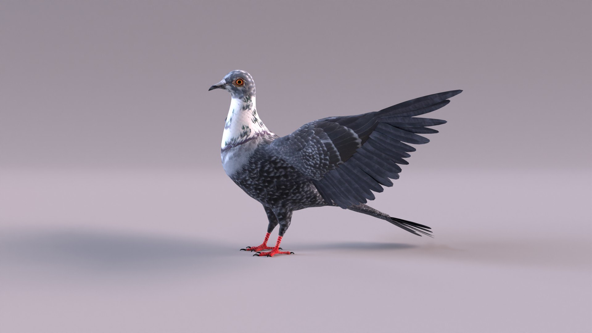 3D Model Pigeon - TurboSquid 1880162