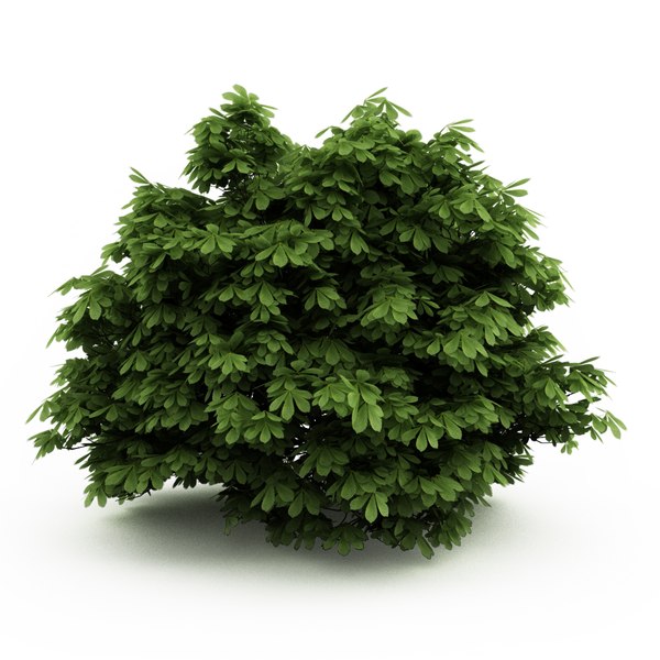 ginkgo biloba materials max