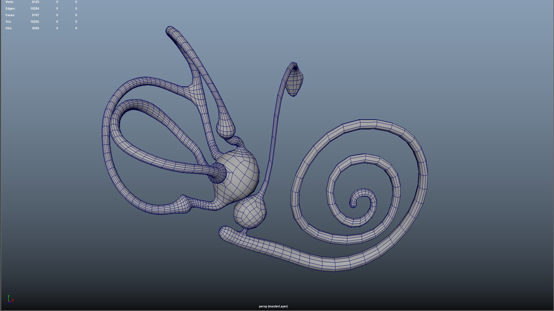 Ear Cochlea Labyrinth Model - TurboSquid 2191611