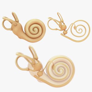 Download Free & Premium Anatomy Cochlea 3D Models | TurboSquid