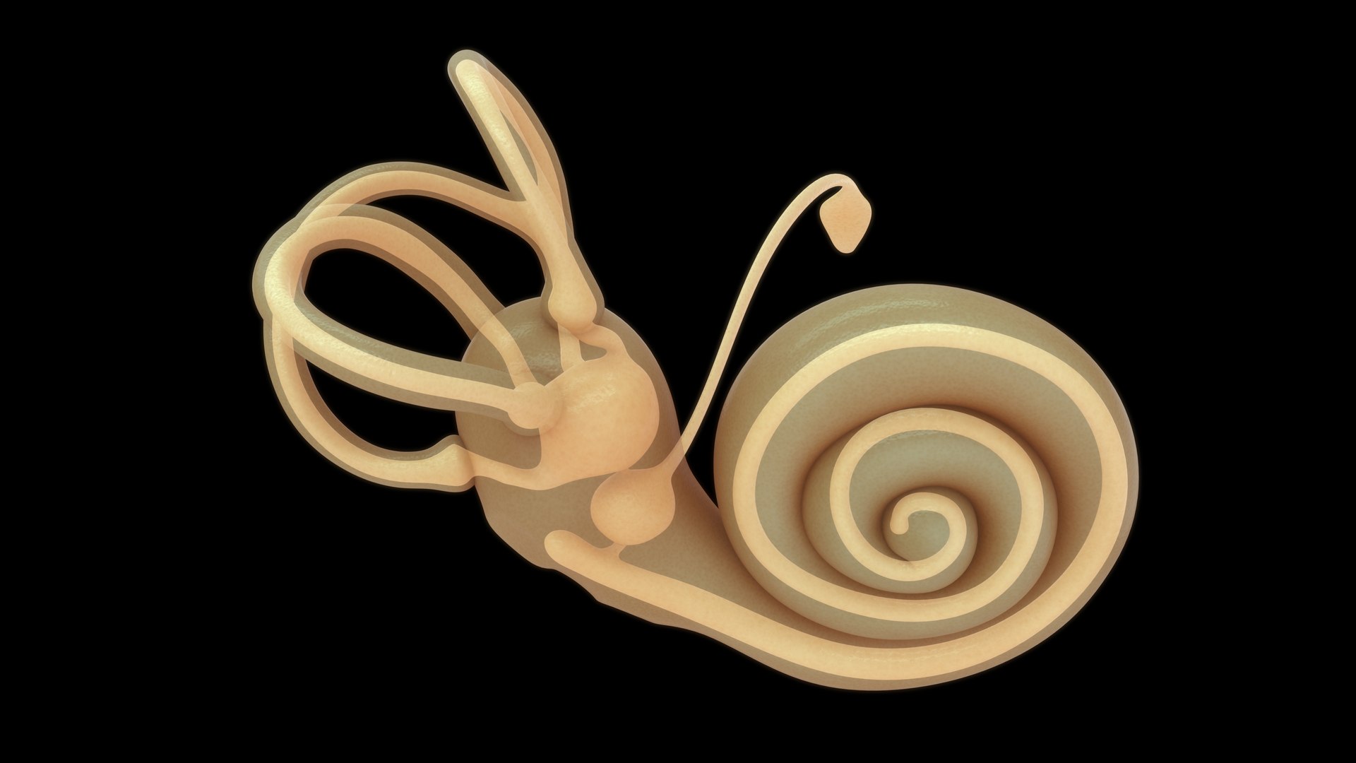 Ear Cochlea Labyrinth Model - TurboSquid 2191611