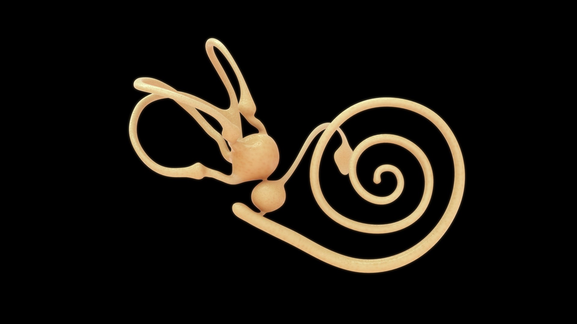 Ear Cochlea Labyrinth Model - TurboSquid 2191611