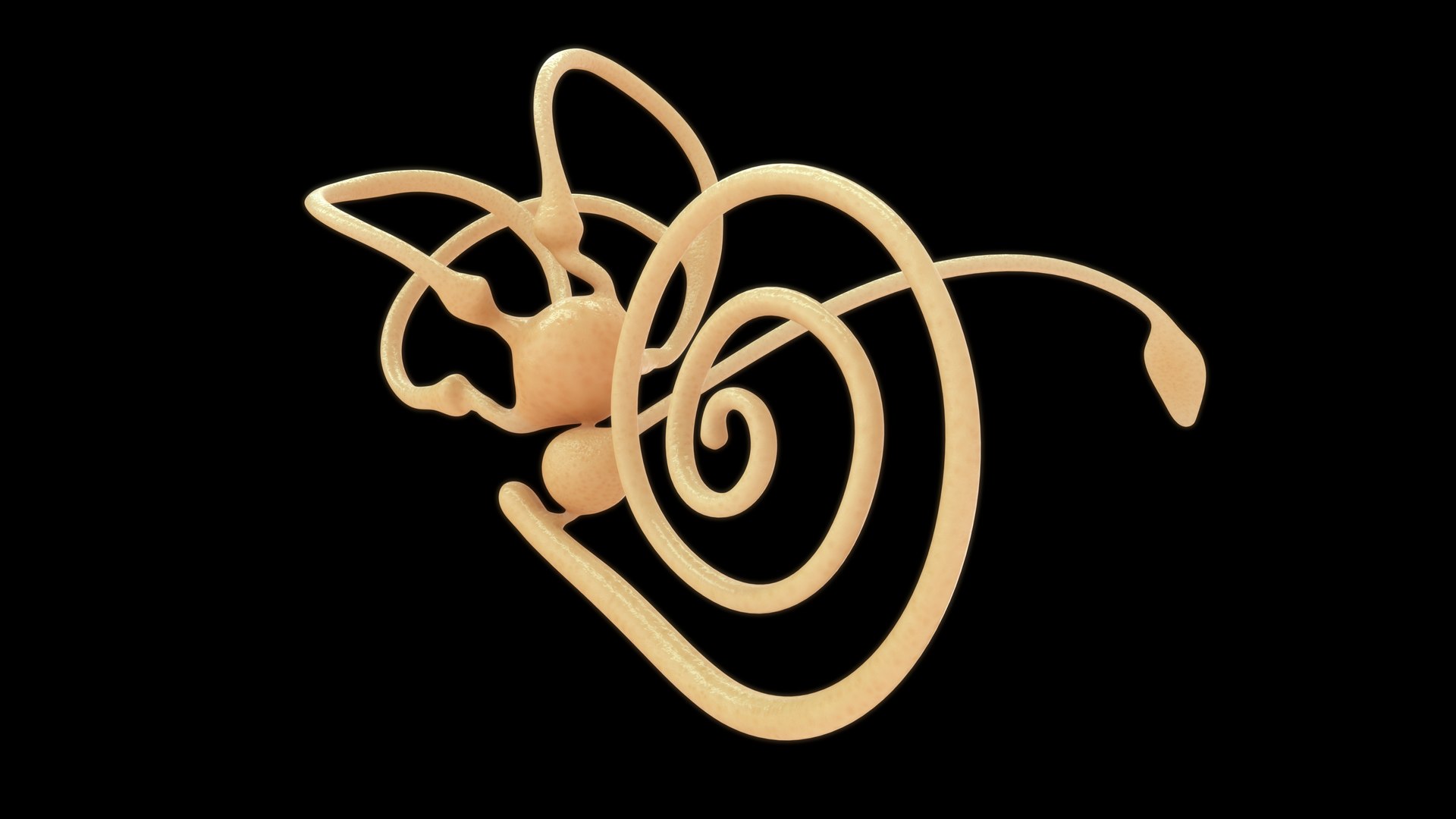 Ear Cochlea Labyrinth Model - TurboSquid 2191611