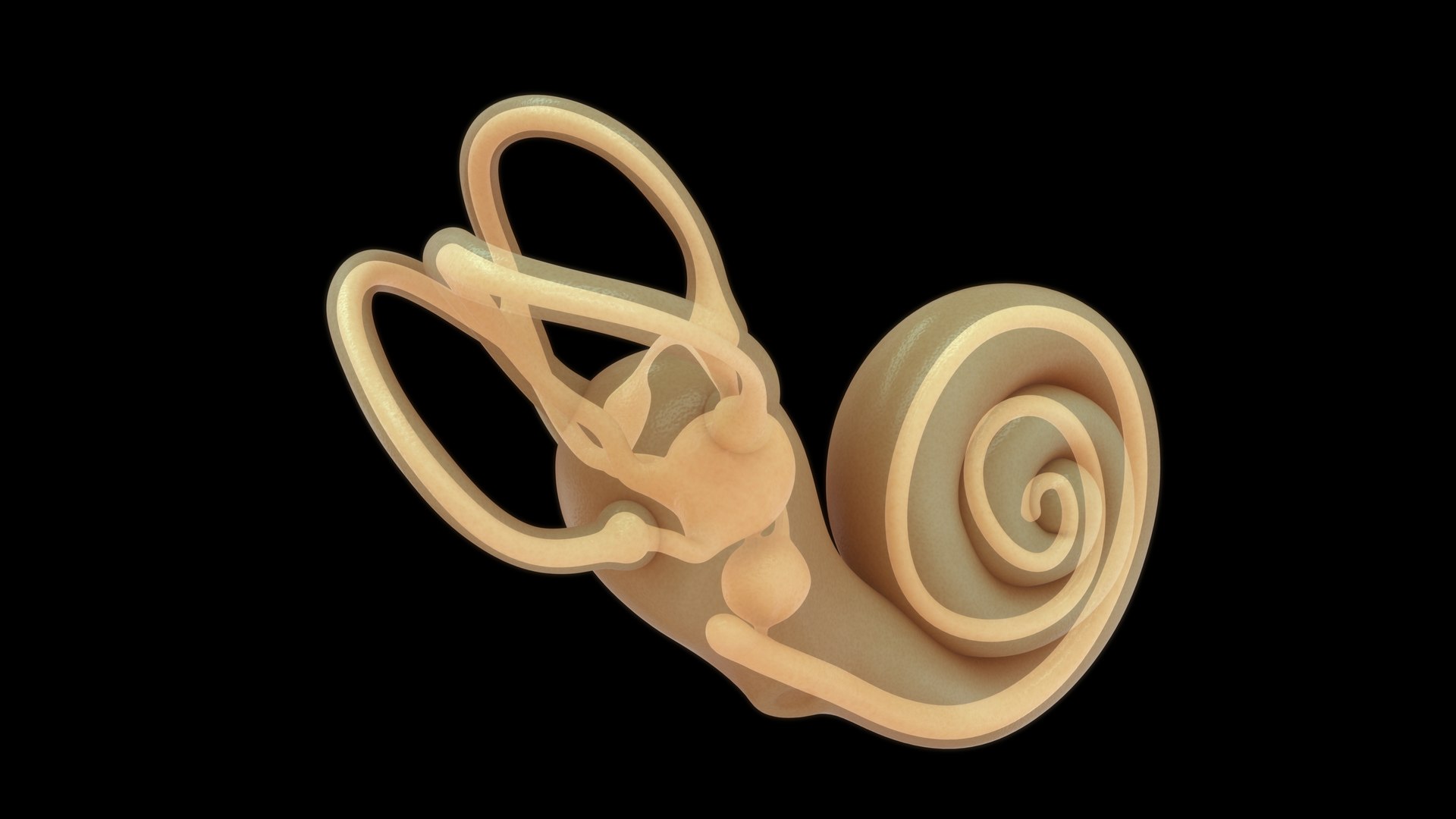 Ear Cochlea Labyrinth Model - TurboSquid 2191611