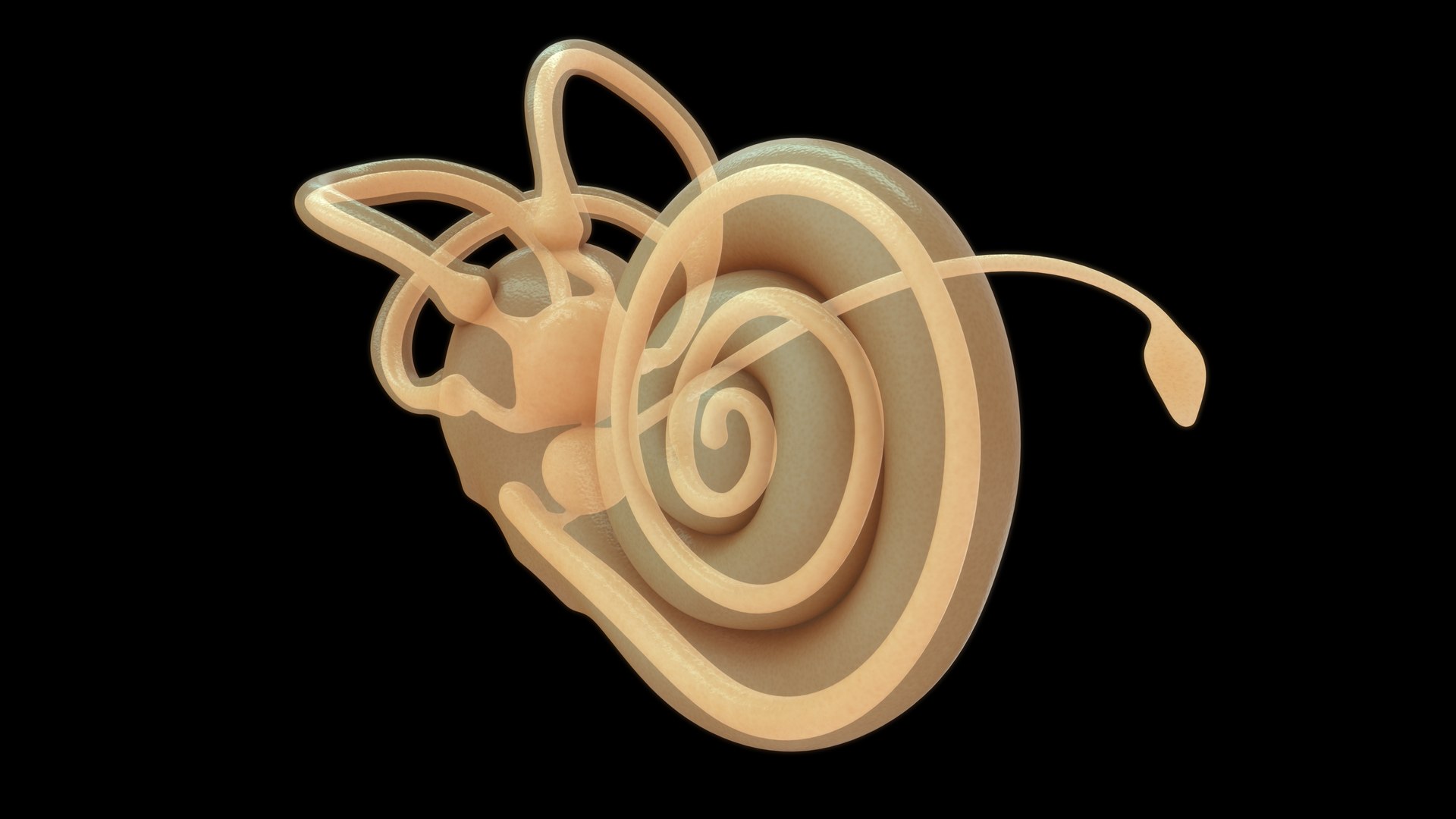 Ear Cochlea Labyrinth Model - TurboSquid 2191611