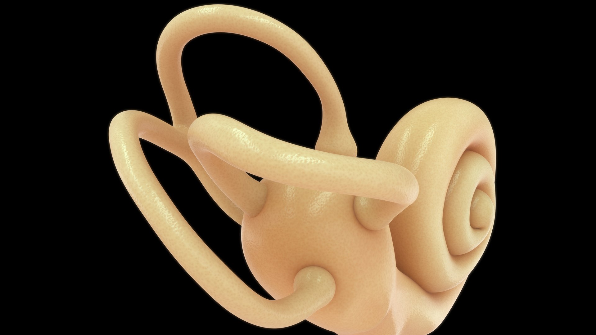 Ear Cochlea Labyrinth Model - TurboSquid 2191611