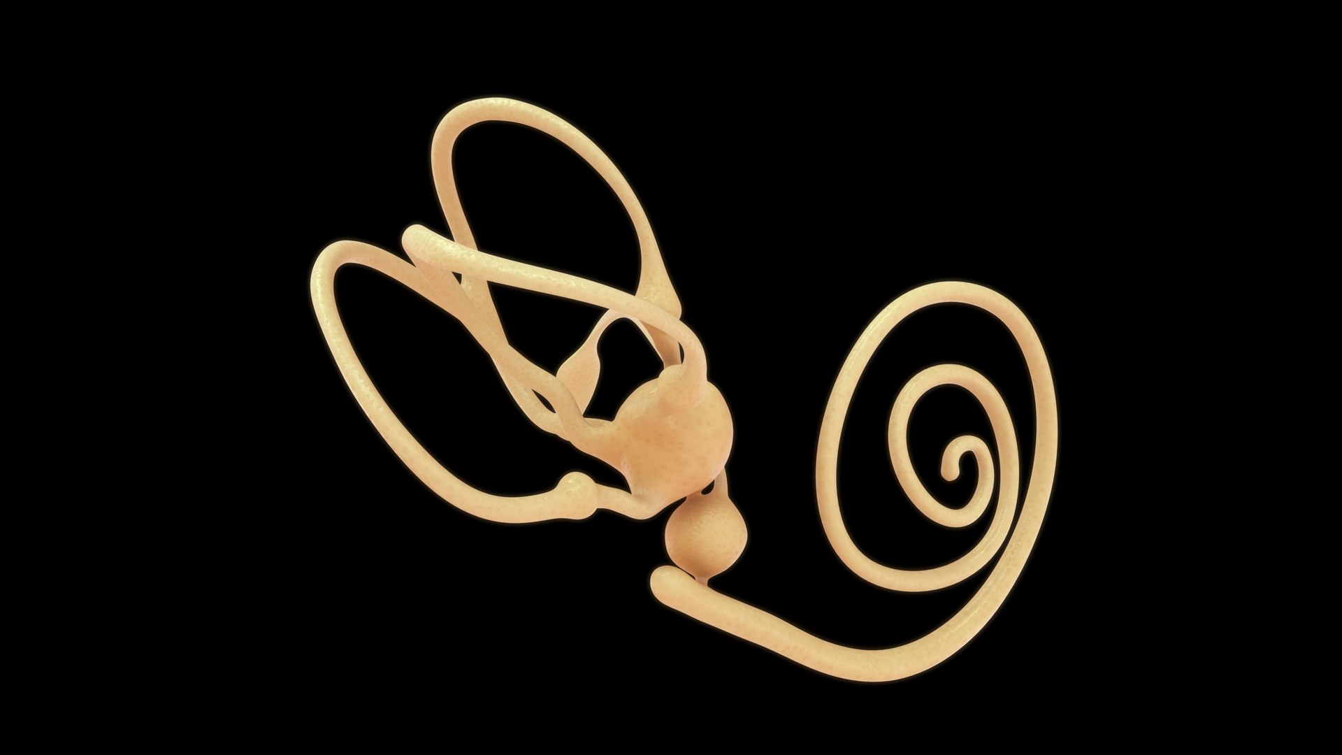 Ear Cochlea Labyrinth Model - TurboSquid 2191611