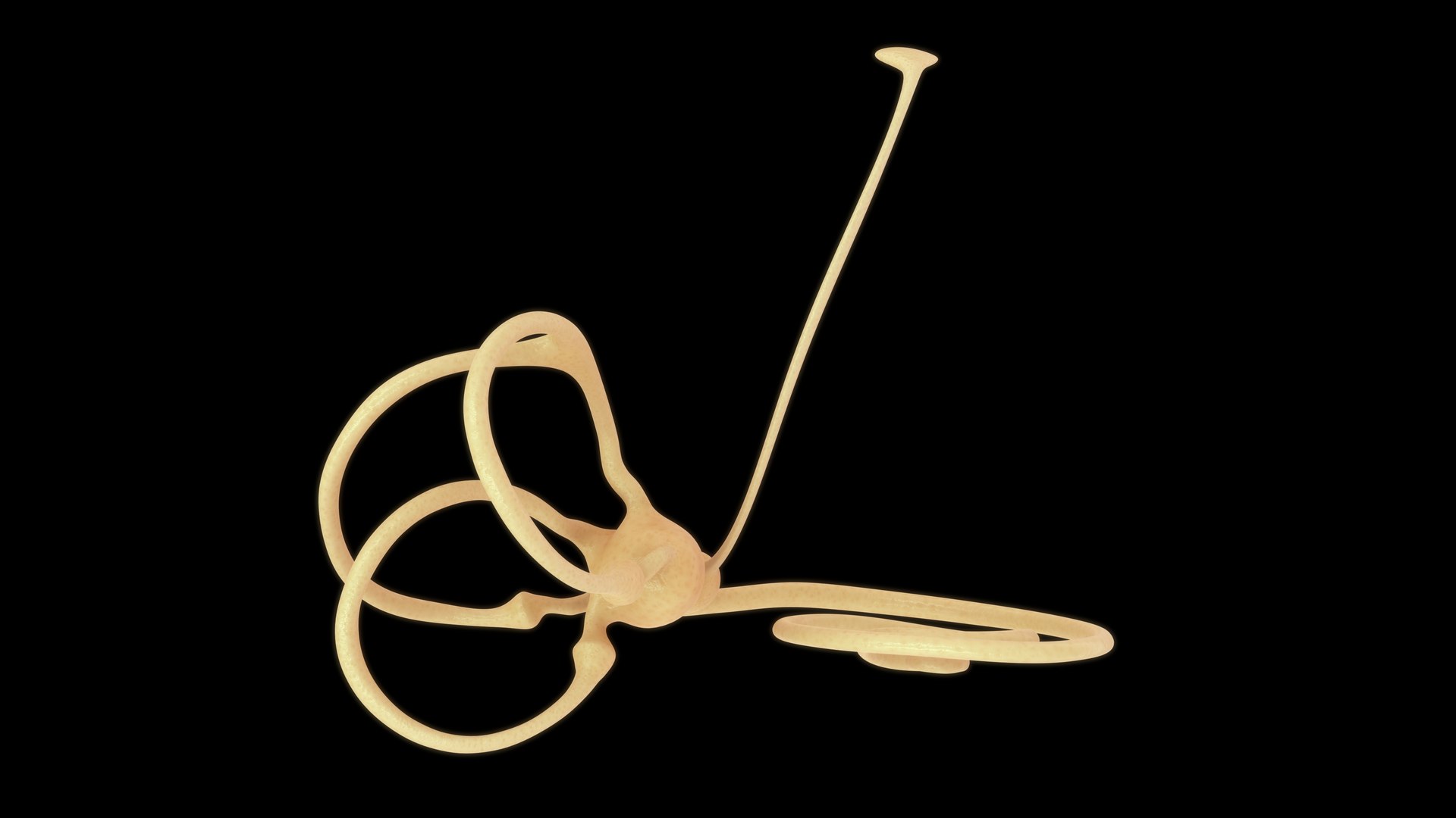 Ear Cochlea Labyrinth Model - TurboSquid 2191611