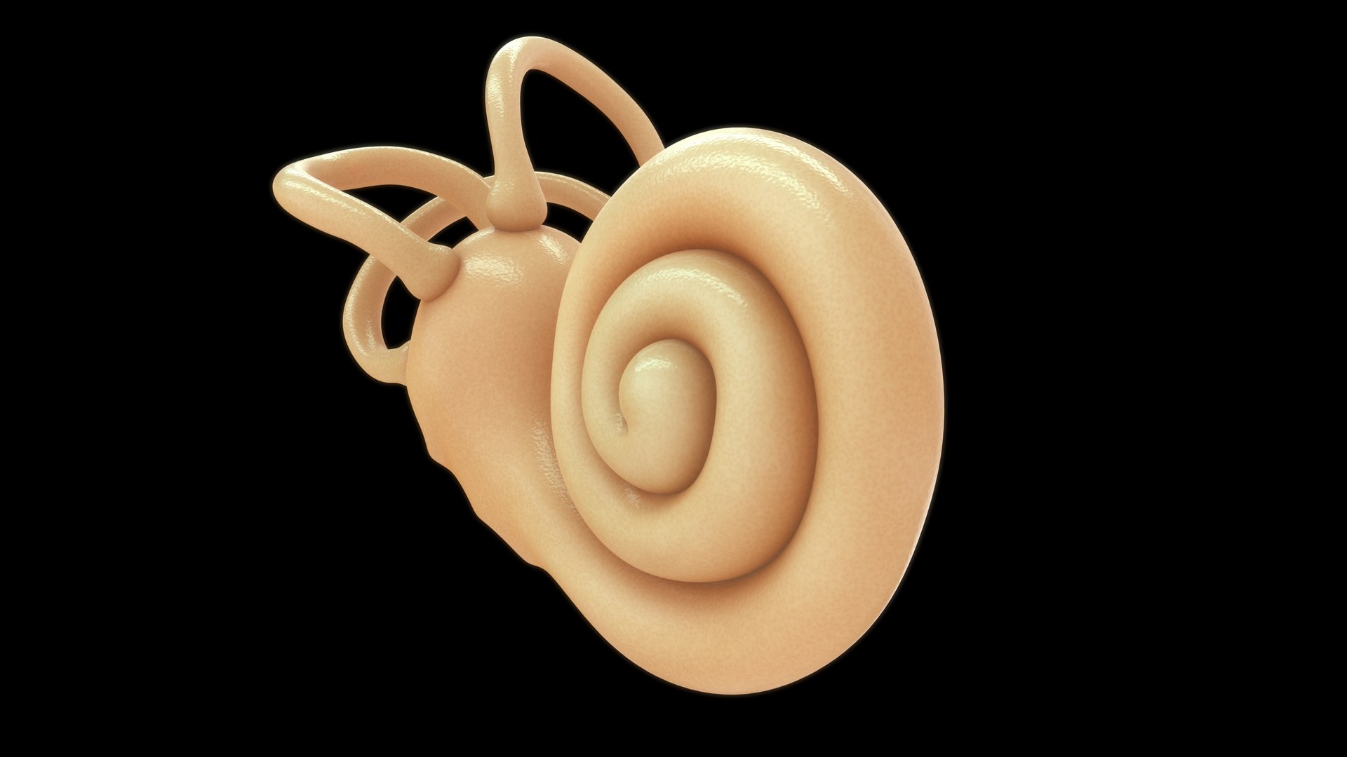Ear Cochlea Labyrinth Model - TurboSquid 2191611