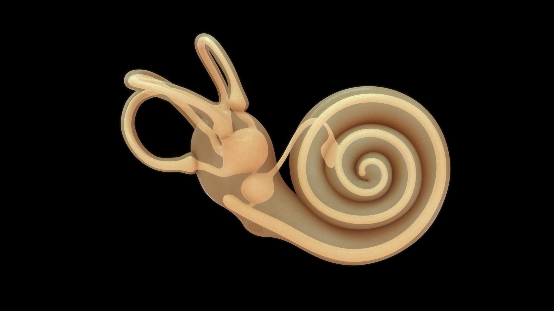 Ear Cochlea Labyrinth Model - TurboSquid 2191611