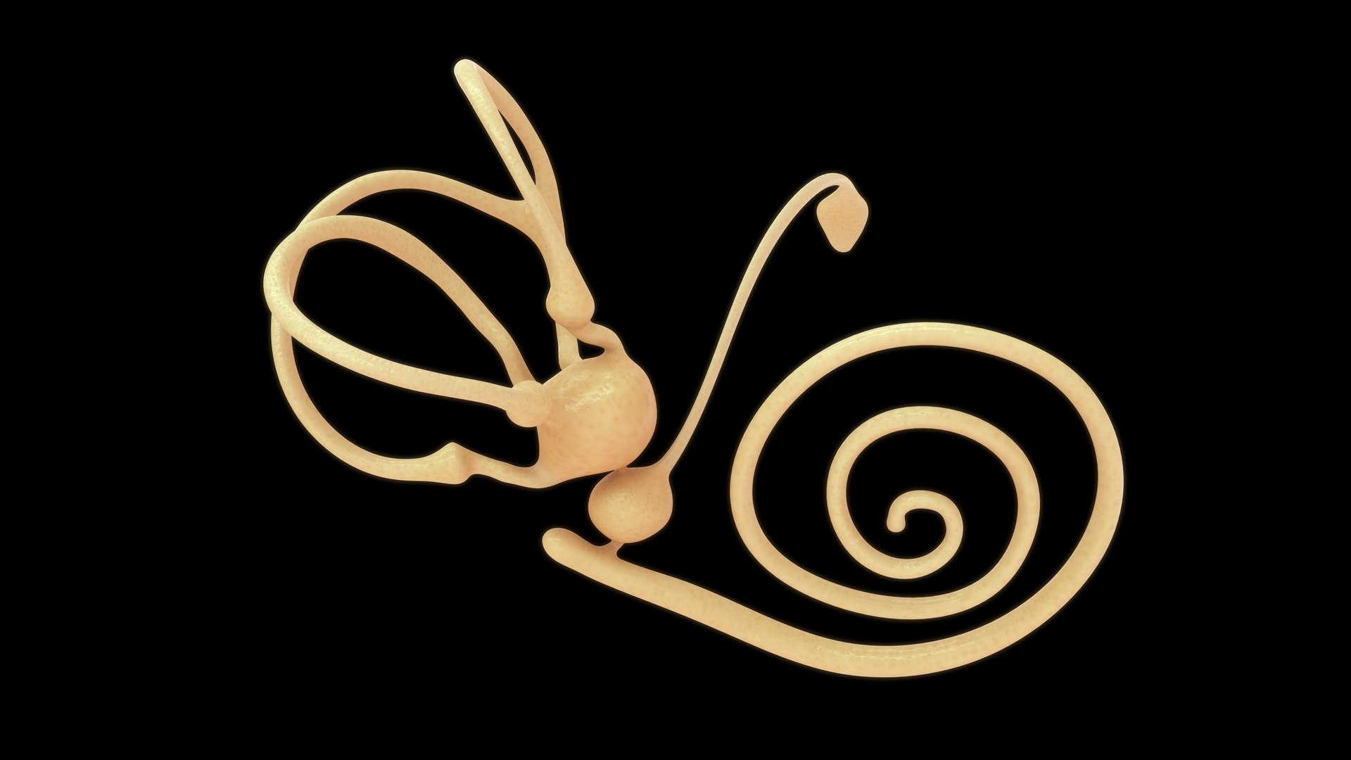 Ear Cochlea Labyrinth Model - TurboSquid 2191611