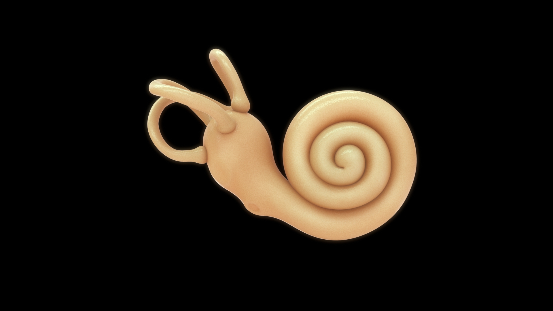 Ear Cochlea Labyrinth Model - TurboSquid 2191611