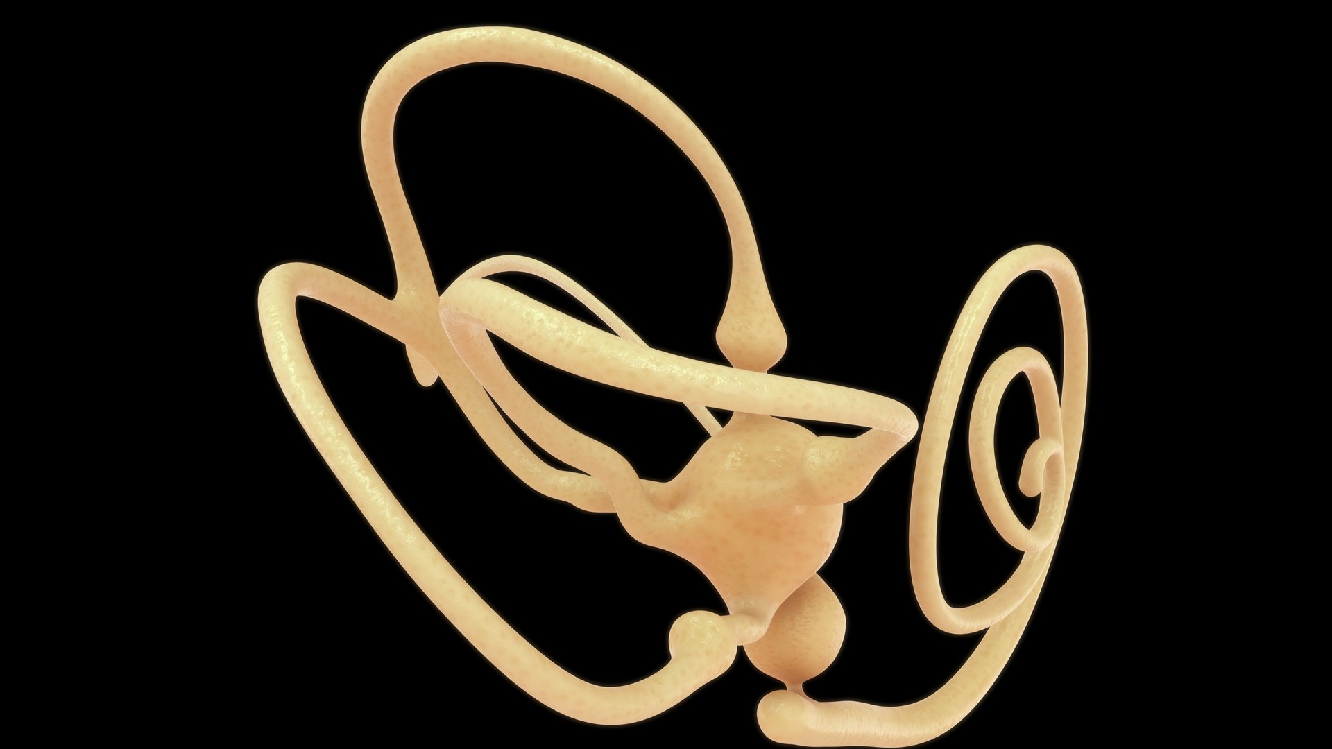 Ear Cochlea Labyrinth Model - TurboSquid 2191611