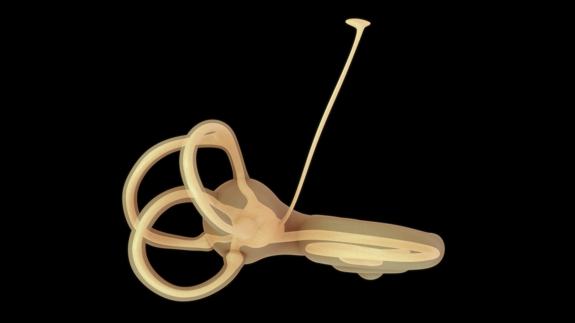 Ear Cochlea Labyrinth Model - TurboSquid 2191611