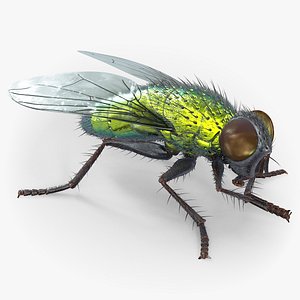Free 3D Fly Models | TurboSquid