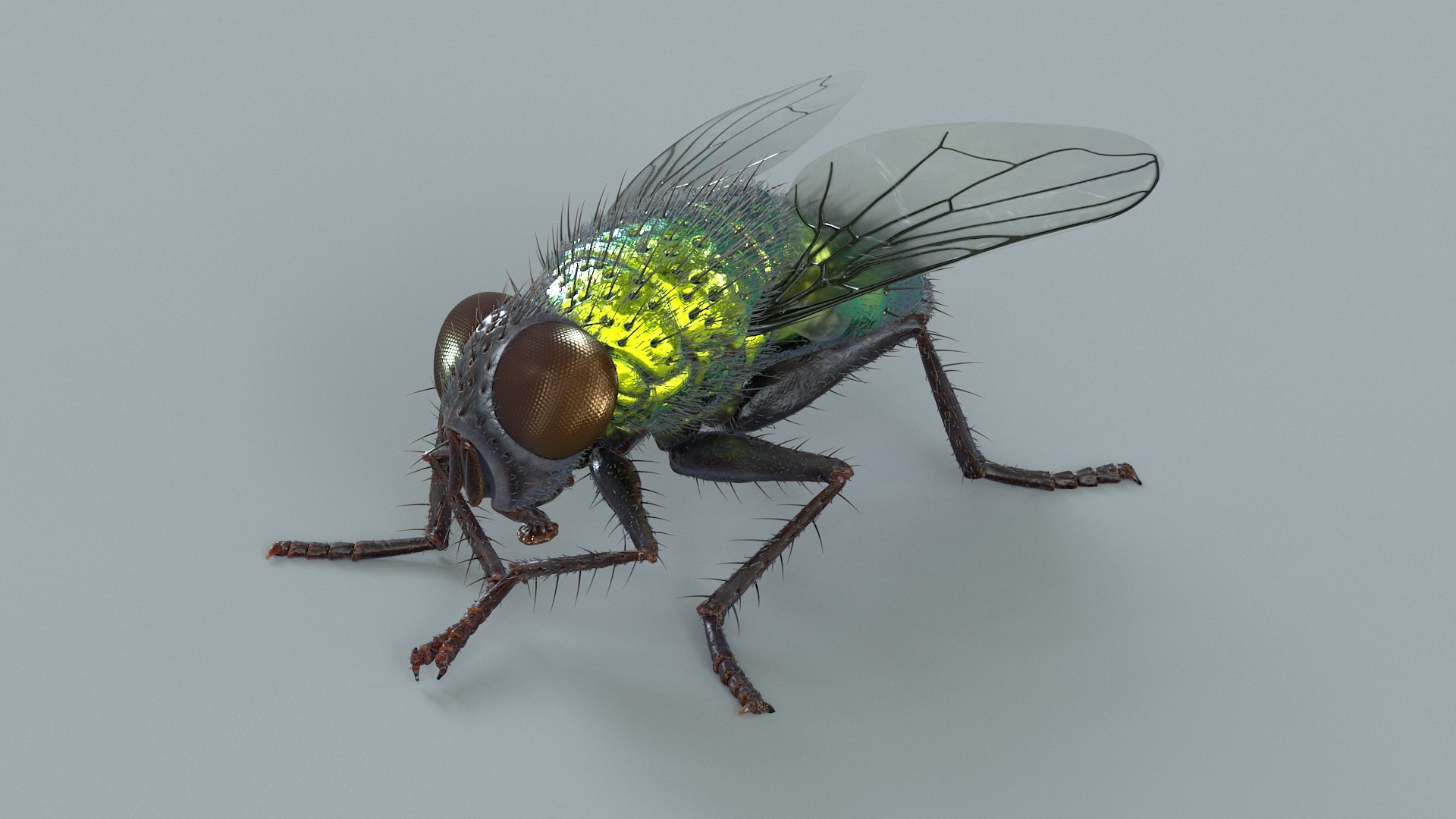 3D Model Housefly Green Rigged Xgen - TurboSquid 2224863